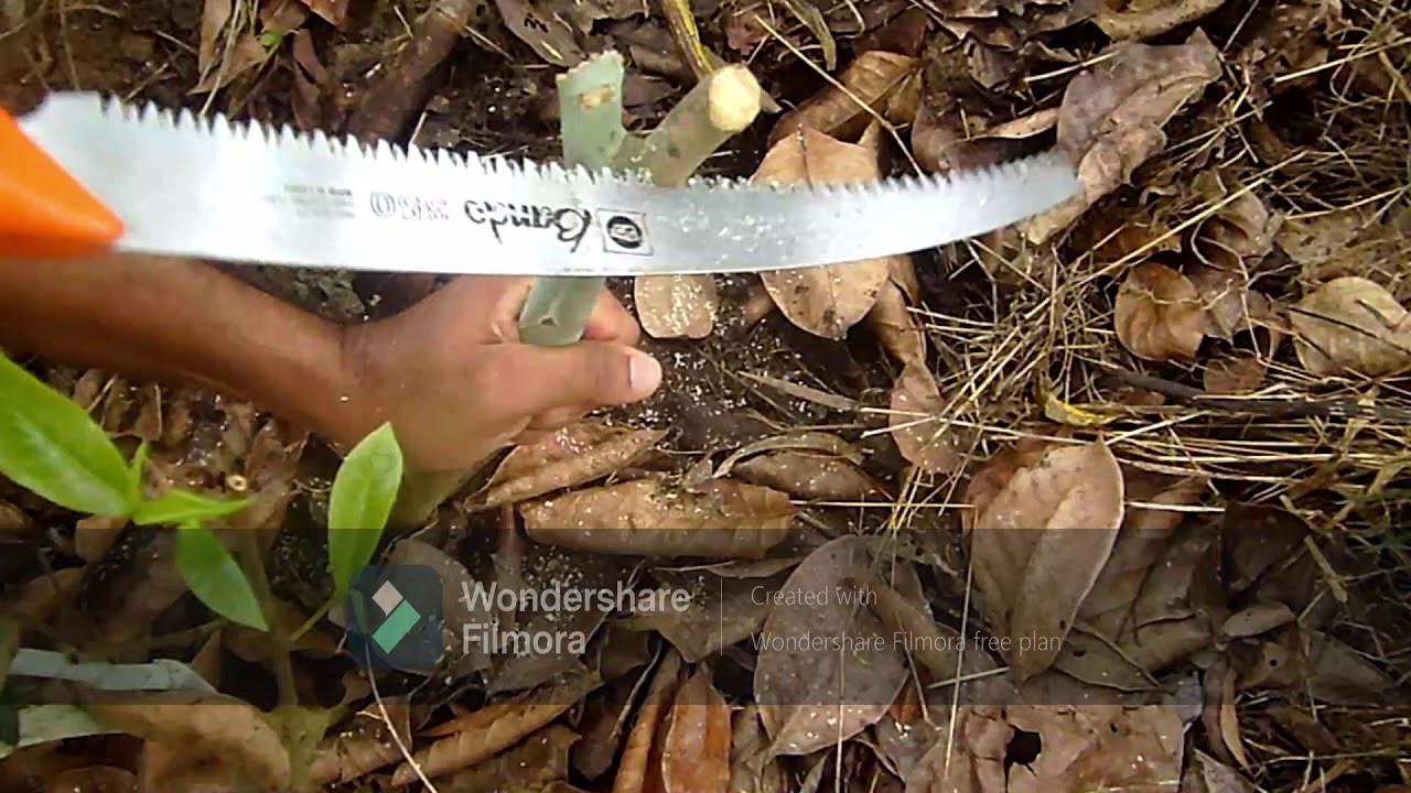 pruning method of tea 1 - YouTube