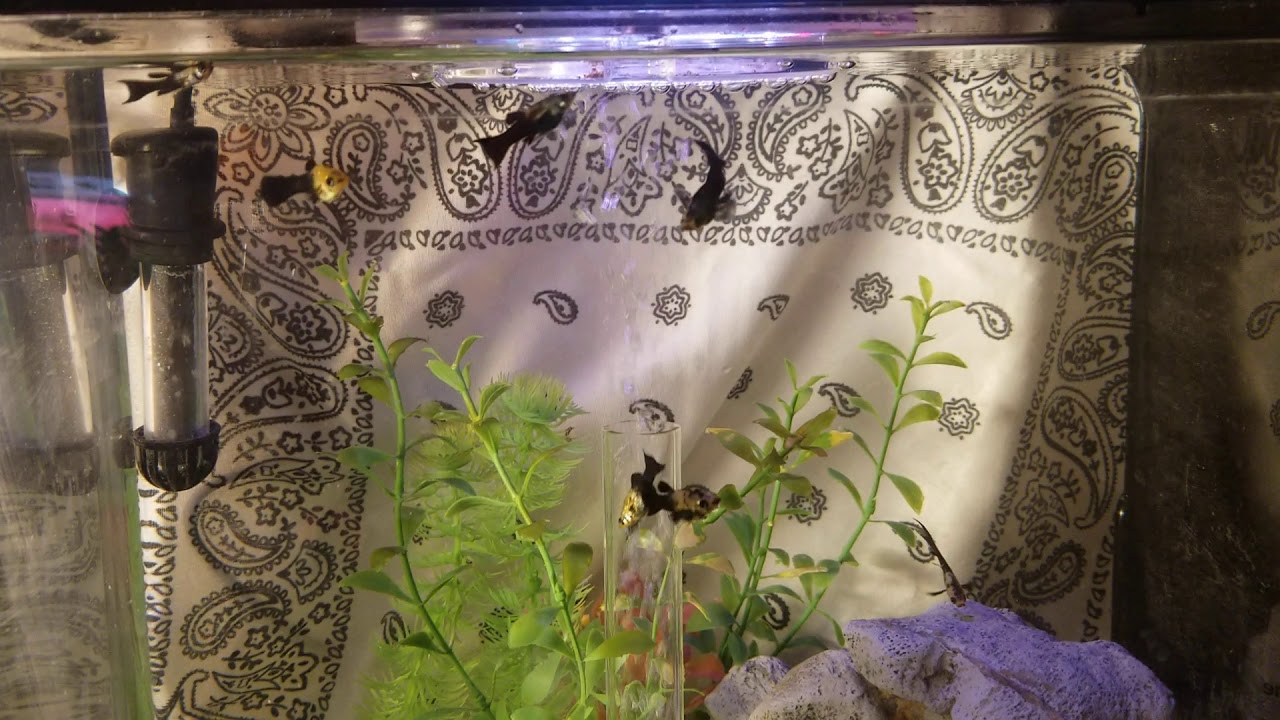 7 Gold Panda Mollies 103 days old! - YouTube