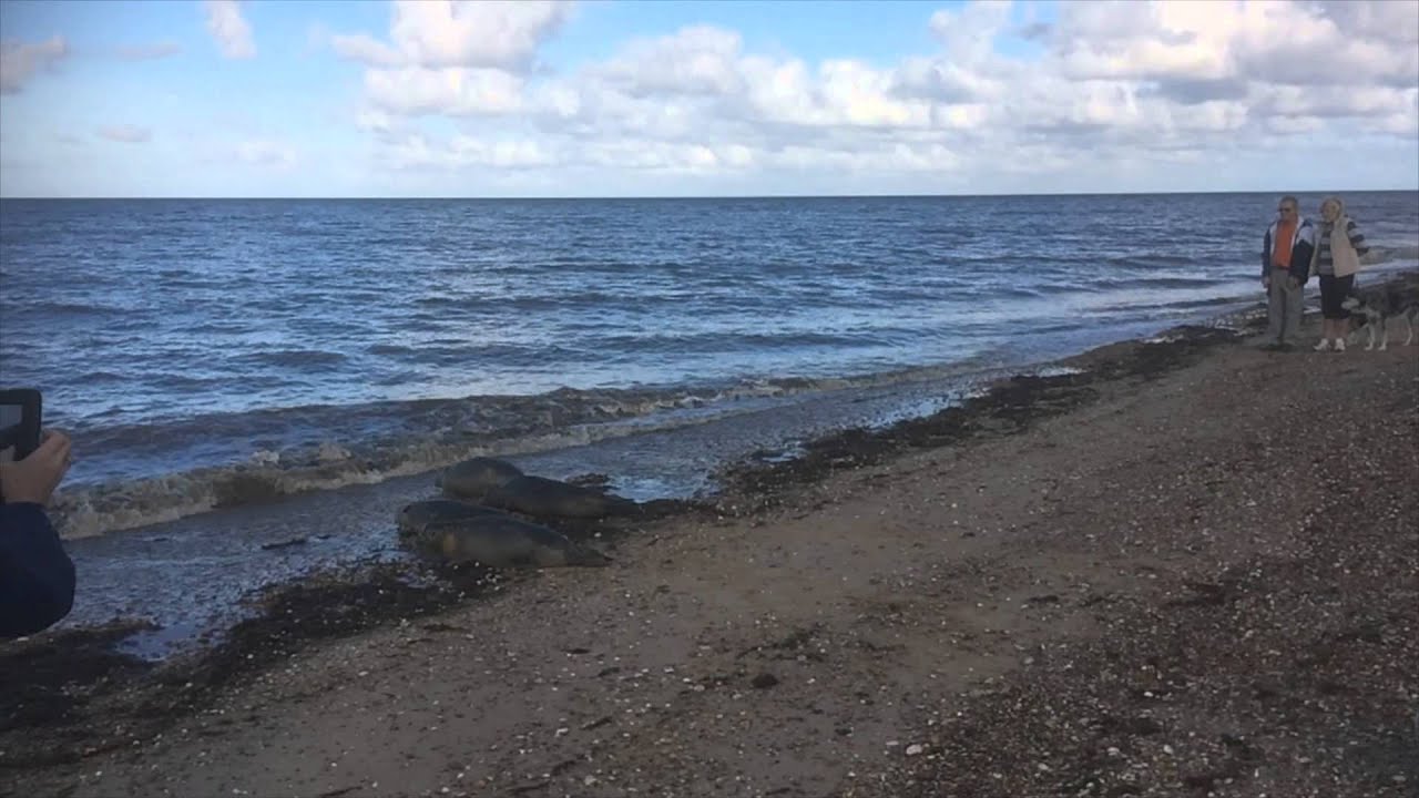 Seal release by The Hunstanton SEA LIFE Sanctuary 19th Oct 2015 - YouTube