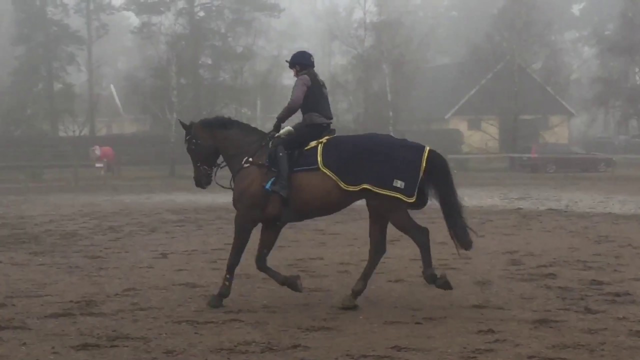 Trying horses - Ireland 2017 - YouTube