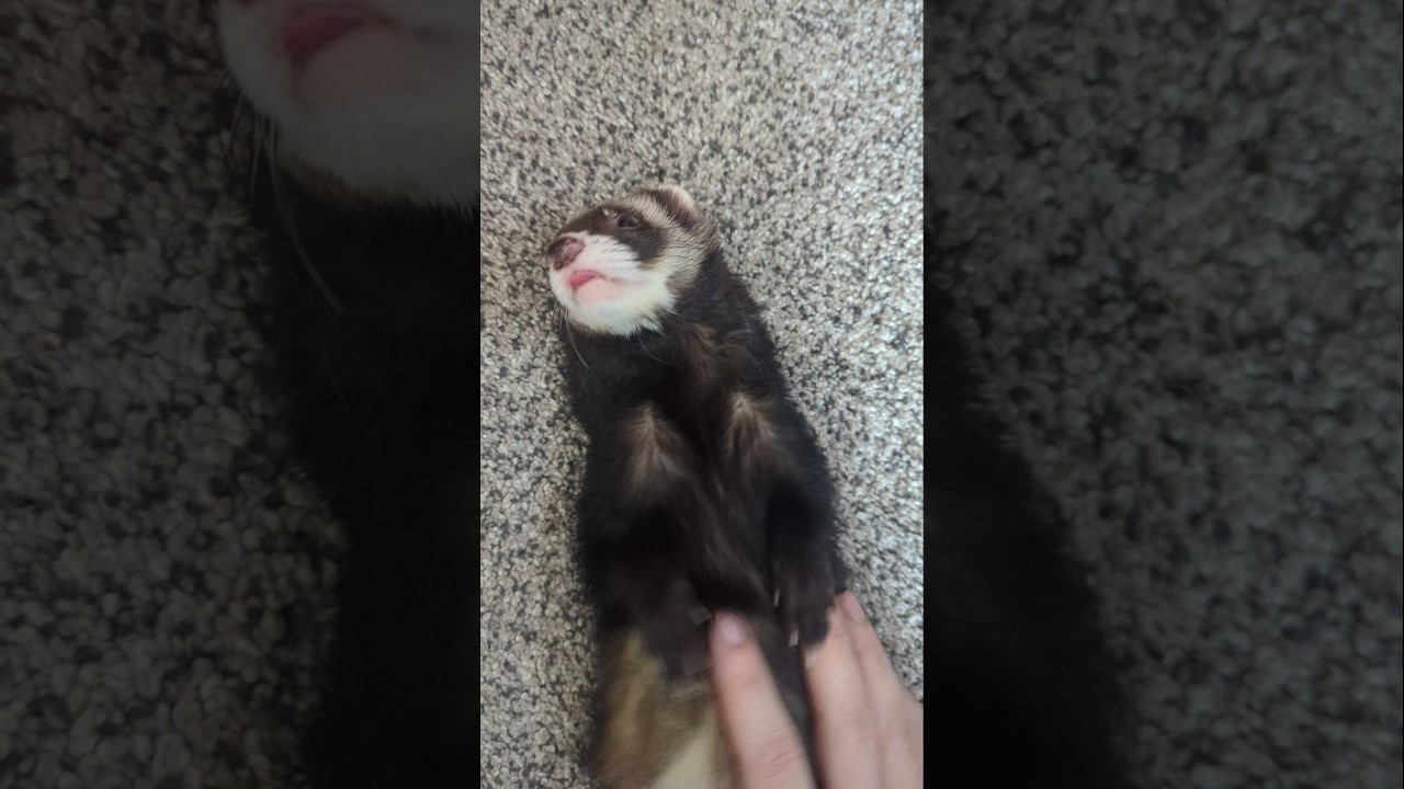 Meet Ruckus, the ferret. #animal #animallover #ferret #ferreting # ...