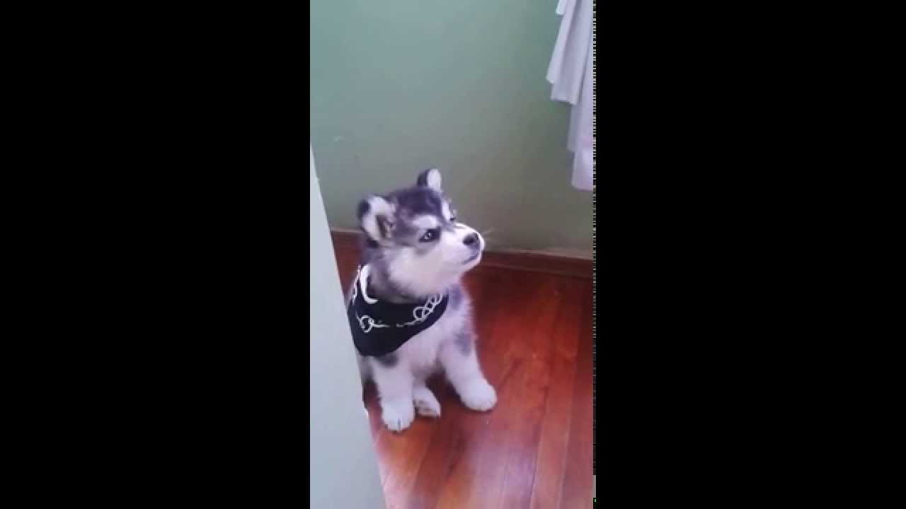 Siberian Husky Howling - Husky Siberiano aullando (Nicolas) 2015 - YouTube
