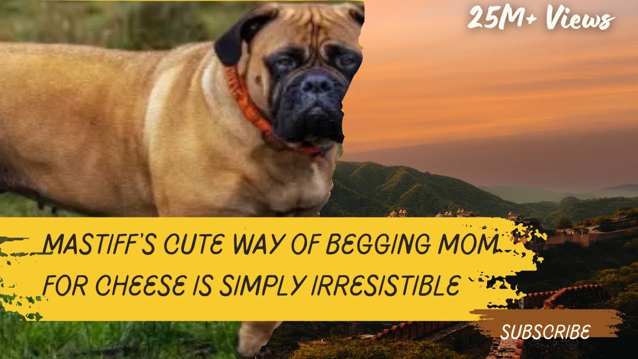 Mastiff's Cute Way of Begging Mom for Cheese Is Simply Irresistible ...