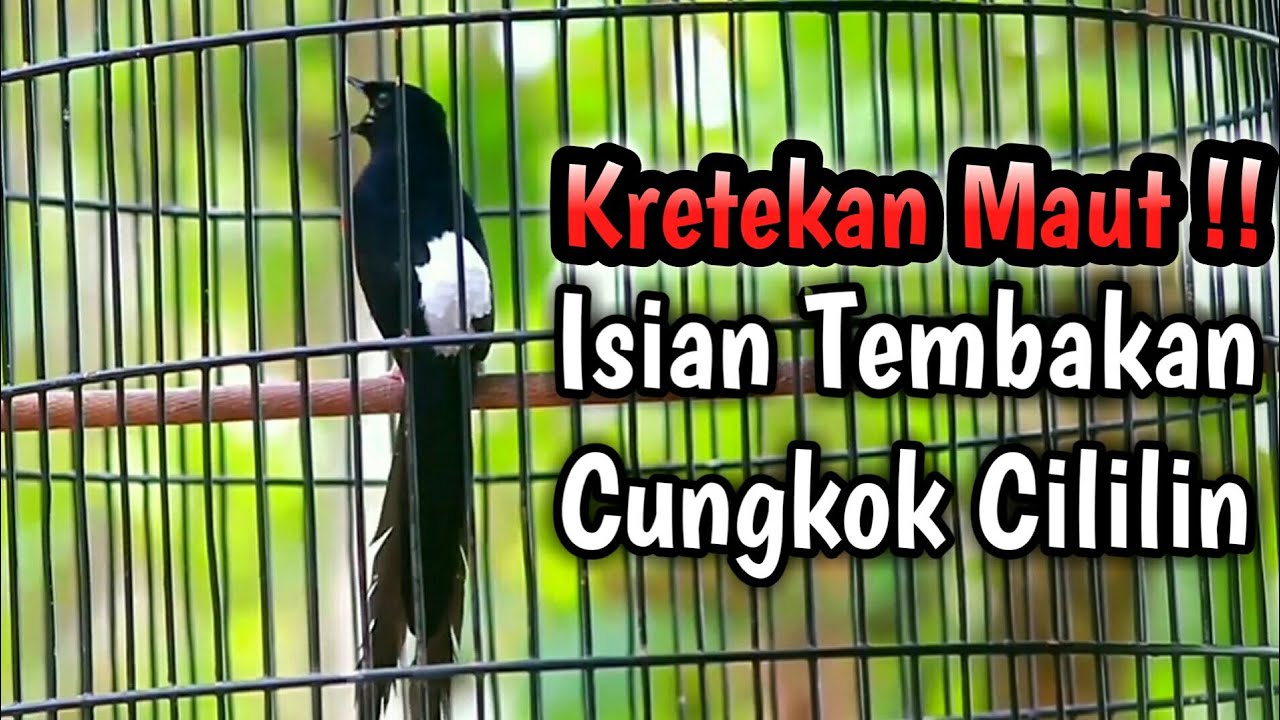 Kretekan Murai Batu GANAS Isian Cungkok Cililin Di Jamin Langsung Emosi ...