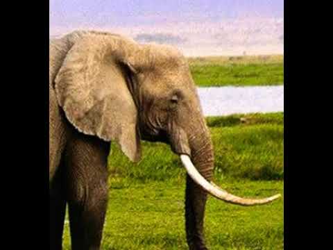 Elephant Roar 🐘 🔊 - YouTube