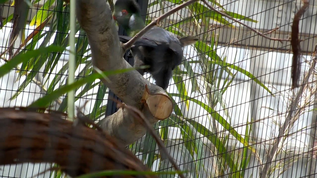 The National Aviary Part 8~ White-Cheeked Turaco - YouTube