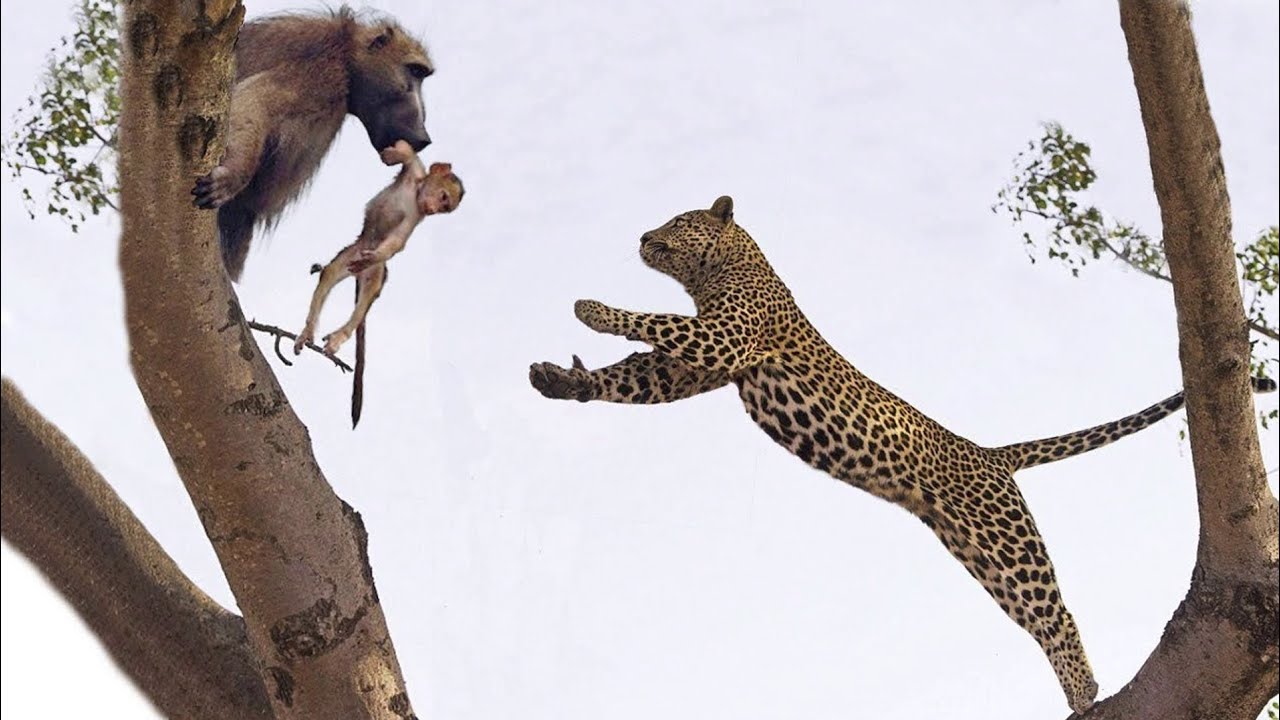 Incredible leopard and baby baboon interaction - YouTube