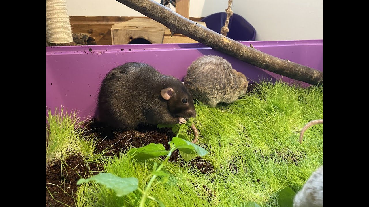 Letting My Rats Play In Grass - YouTube