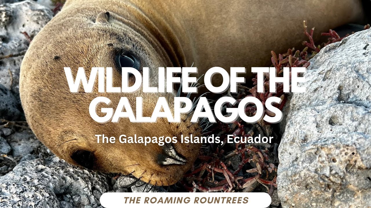 The UNIQUE wildlife of the Galapagos Islands - YouTube