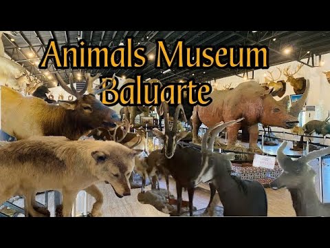 BALUARTE ANIMALS MUSEUM ILOCOS SUR VIGAN CITY - YouTube