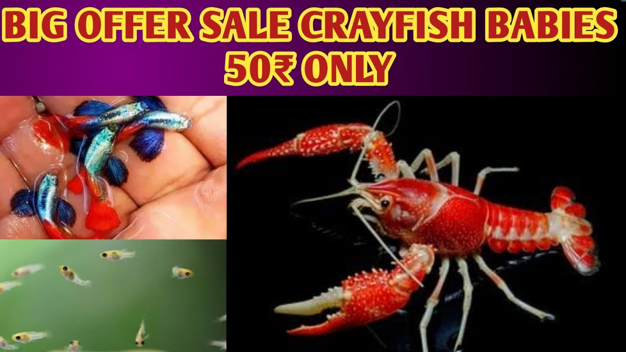BIG OFFER SALE CRAYFISH BABIES 50₹ ONLY😳 || PLATINUM RED DUMBO EAR ...