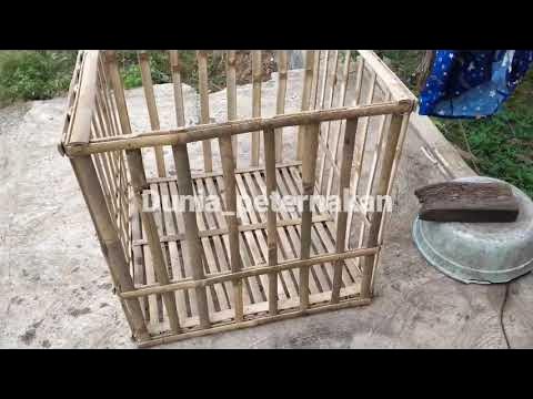 CONTOH KANDANG JEMUR UNTUK AYAM PELUNG DAN BANGKOK - YouTube