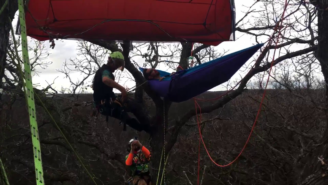 Australian Mike finds arborist in a tree - YouTube