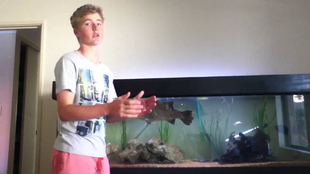Bruce The Barramundi in 8ft Tank - YouTube