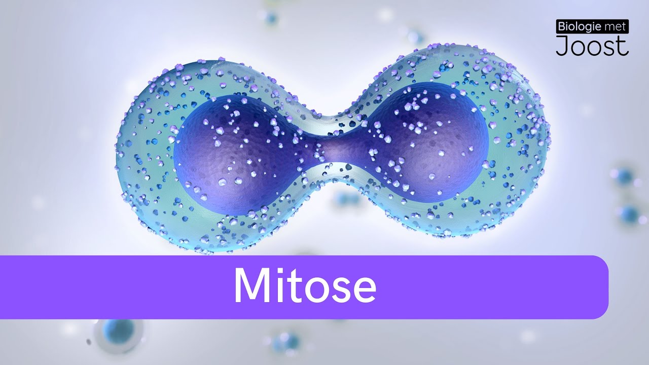 Celdeling | Mitose uitgelegd van interfase tot plasmagroei ...