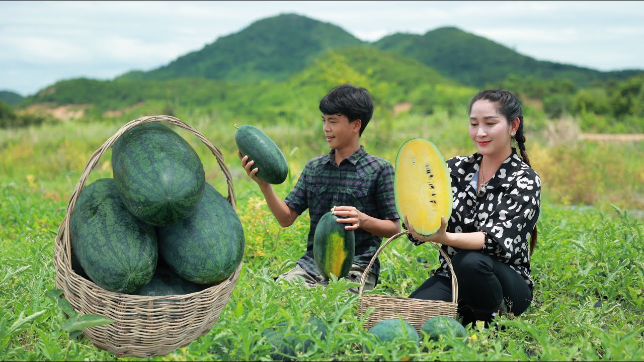 Yellow Water Melon Drinking | How I cook water melon husk! | Sweet water melon in my village ...
