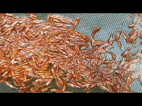 Live Shol fish Baby Hunting Video || Fishing Shol macher Pona - YouTube