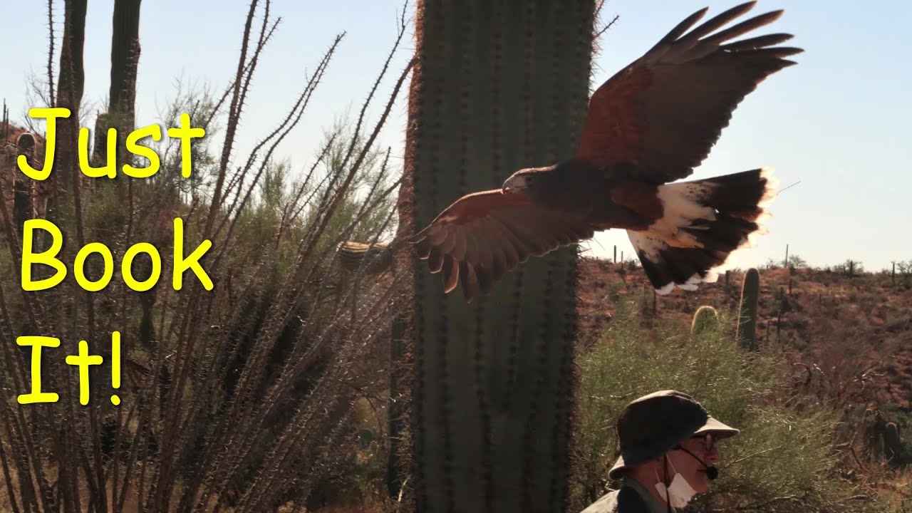 Raptor Free Flight at Arizona-Sonora Desert Museum - YouTube