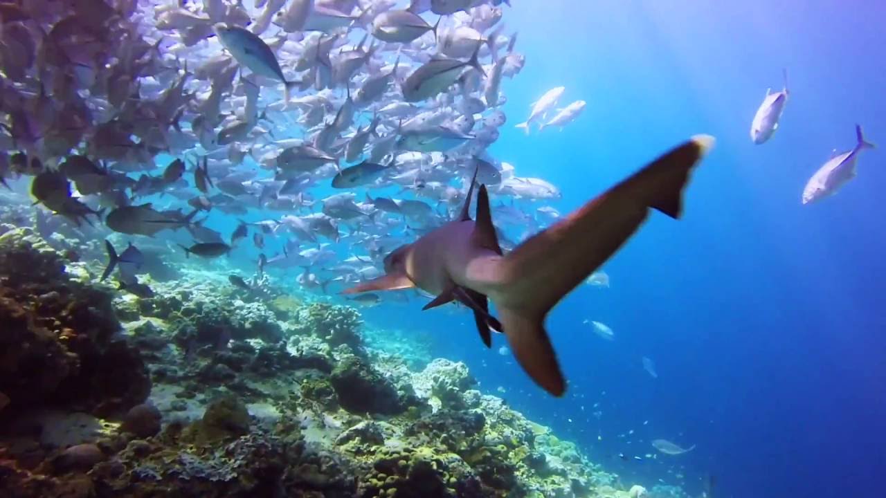 THE BEST DIVING SIPADAN ISLAND - SABAH - BORNEO - MALASIA - MALAYSIA ...