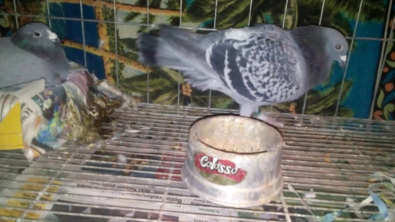 Pombo Romário ×pomba feioso×najara(2017) - YouTube