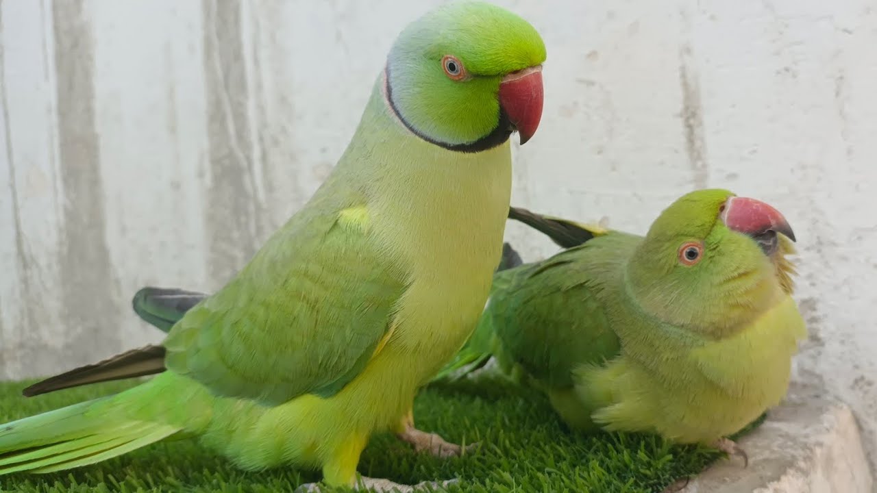 The Best Talking Ringneck Parrot - YouTube