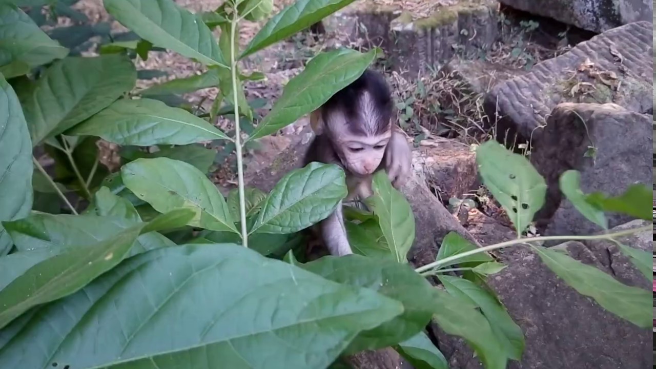 It was fun running play baby monkey cute /[Monkey of Cambodia]/#Monkey ...