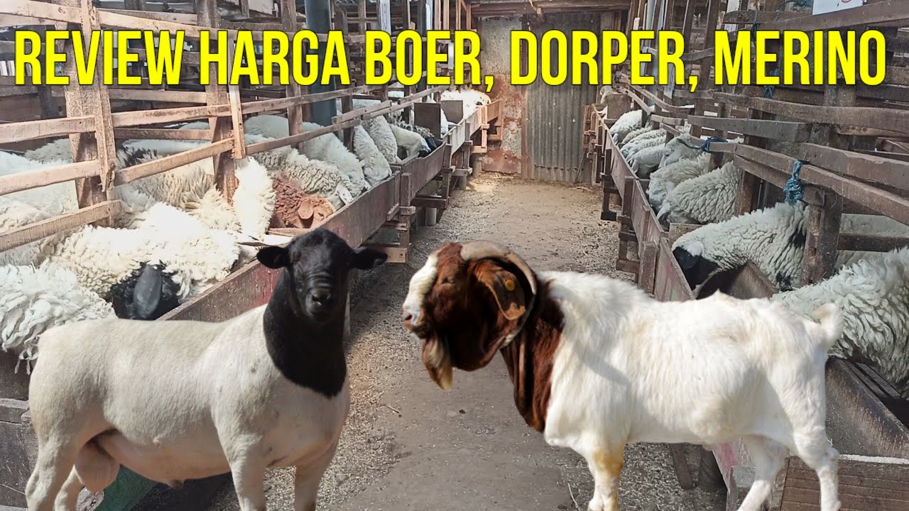 REVIEW HARGA KAMBING BOER, DORPER, MERINO DAN PAKET BREEDING EKONOMIS ...