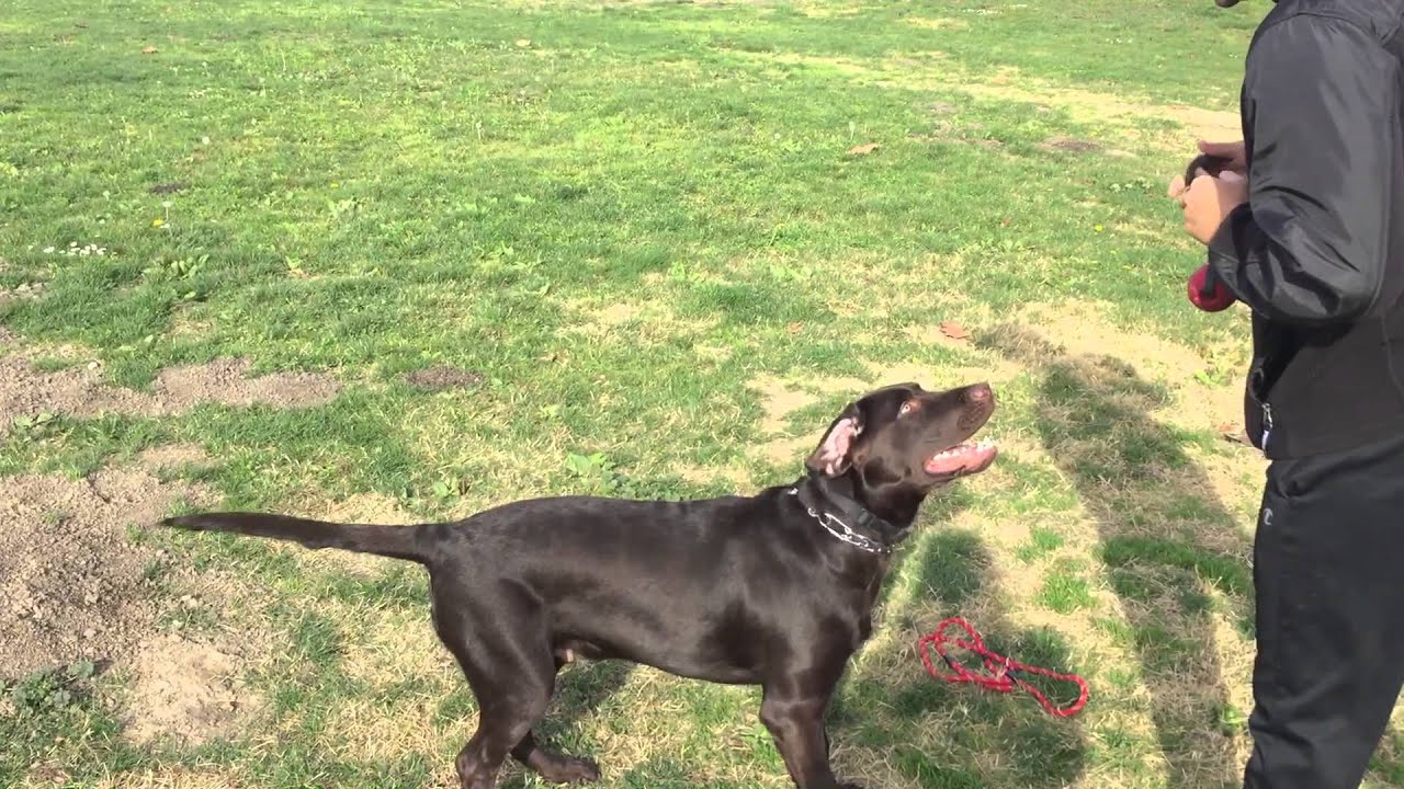 7 months old Chocolate Labrador Bark on command - YouTube