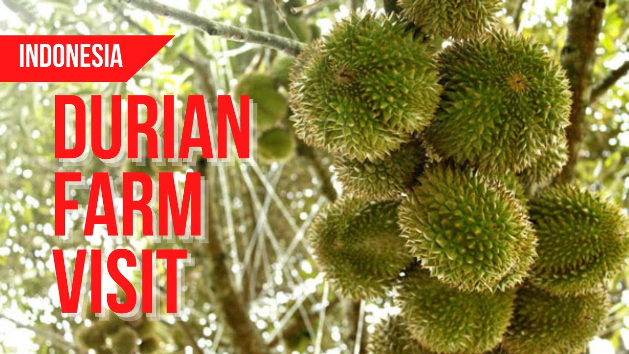 Trying Indonesia Durian | Durian Farm Visit in Indonesia (4K) - YouTube