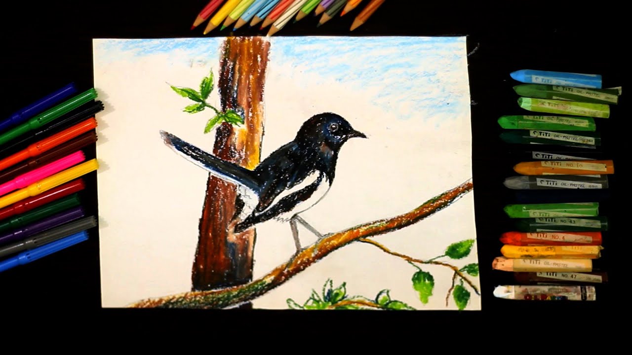How to Draw Magpie Bird | Magpie Robin Drawing Step By Step | Doel Bird ...