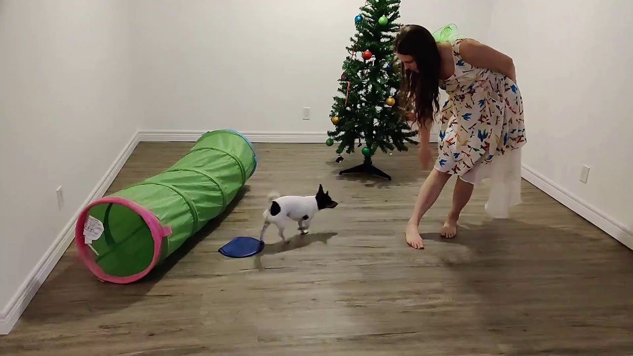 International Trick Dog Competition - Winter 2020 / Task 3 - YouTube