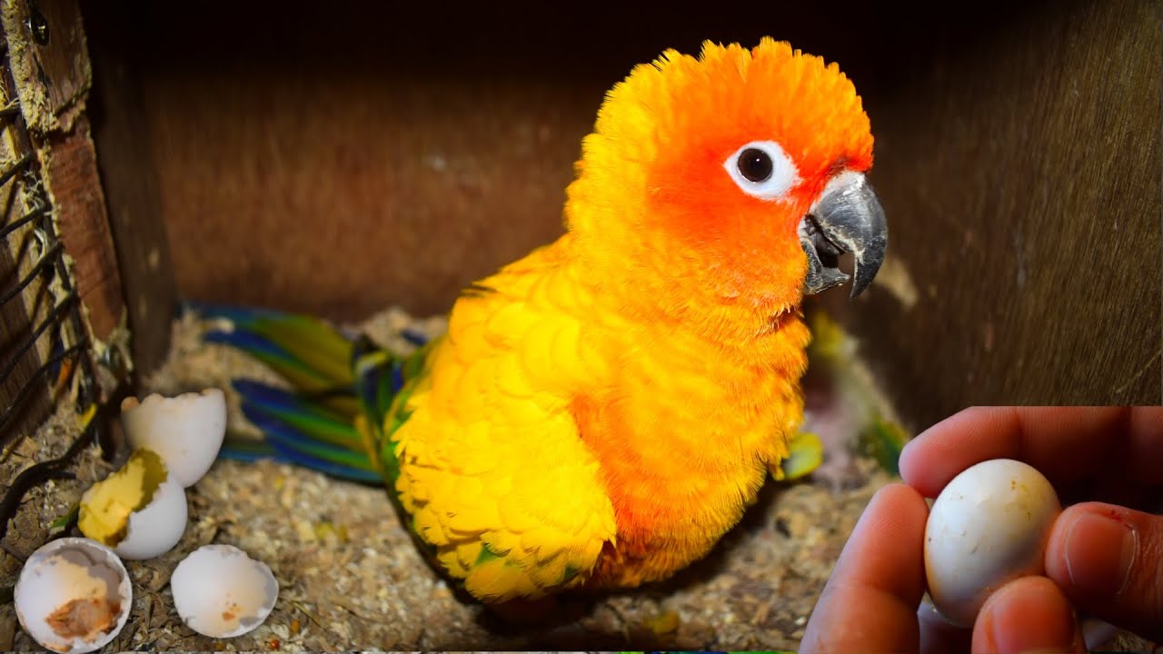 Unbelievable Fastest Sun Conure Breeding progress 2023/ Sun Conure ...