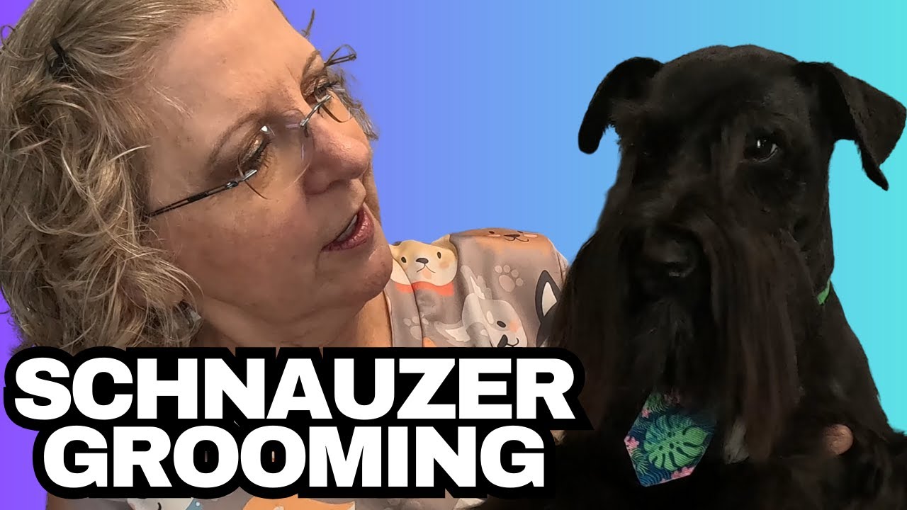 Grooming This Very Demure Dog | Schnauzer | Mac - YouTube