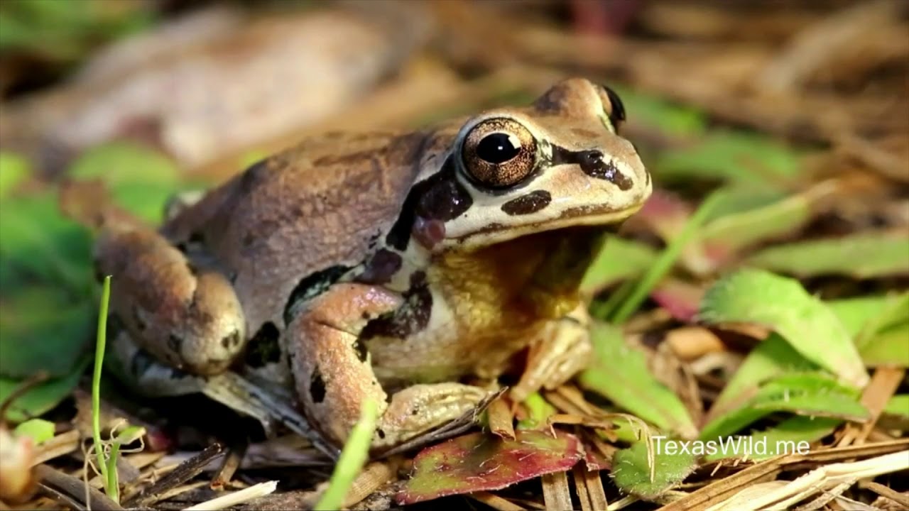 Bull Frog (3 Dog Night) - YouTube