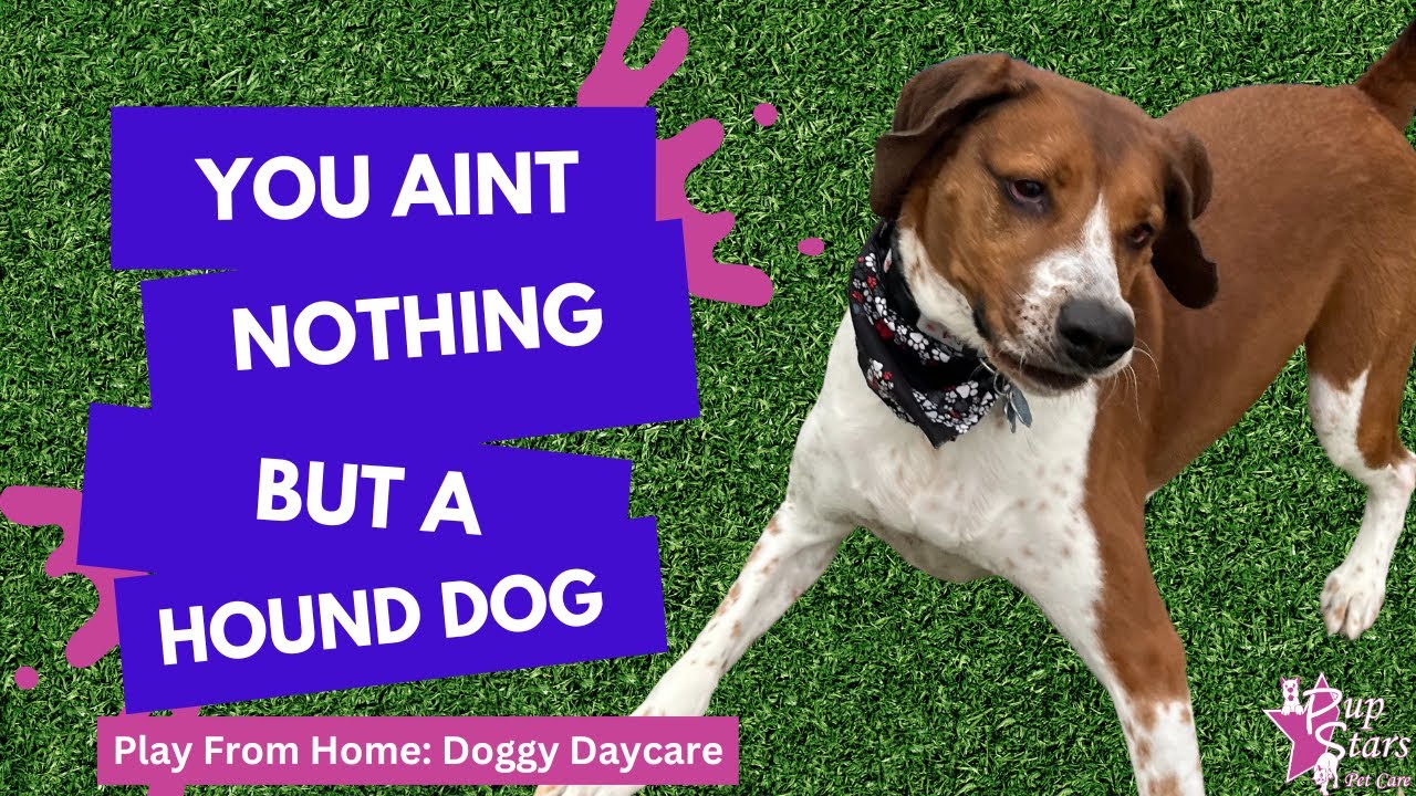 You Aint Nothing But A Hound Dog: Play From Home Doggy Daycare - YouTube