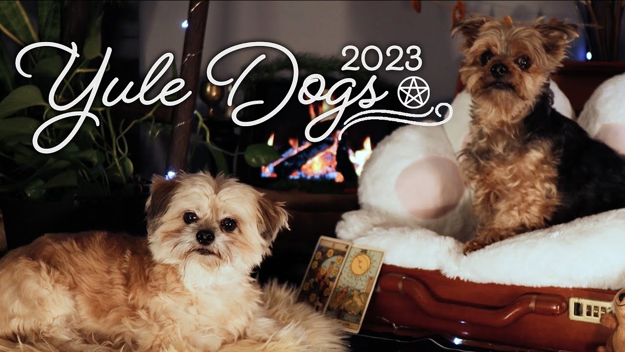 Yule Dogs 2023 | Pagan Solstice Ambience with Yorkies & Crackling ...