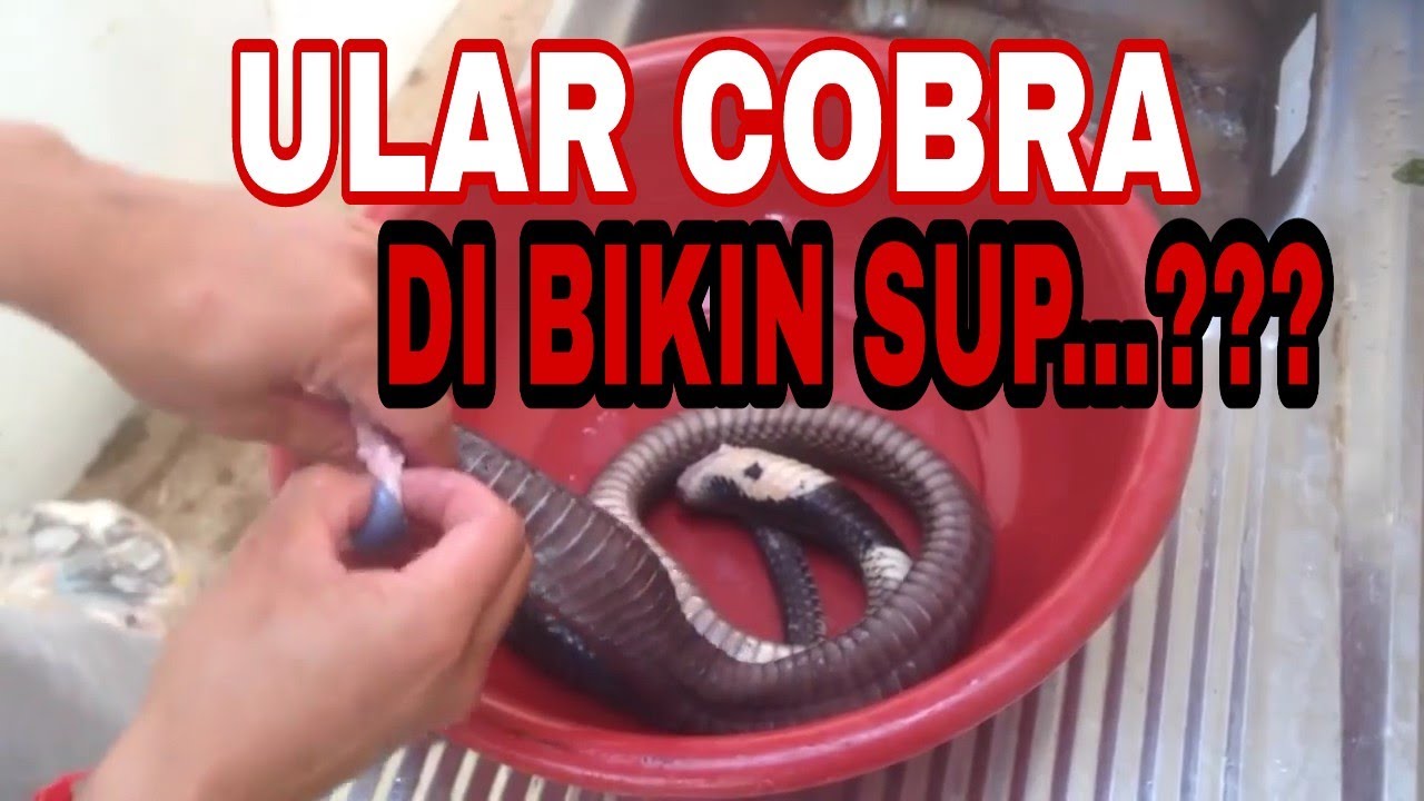 ULAR COBRA DI MASAK SUP | NIKMAT..!! | ADITYA SAHGANA - YouTube