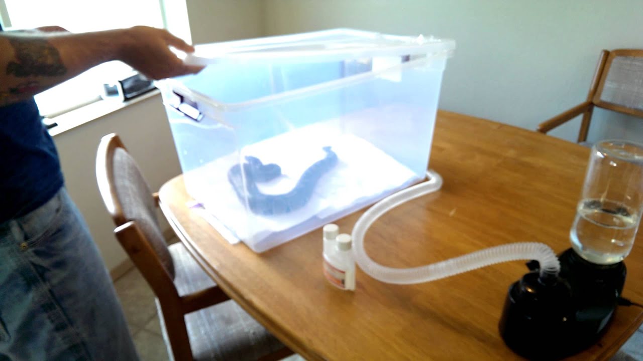 F10 SC treatment for ball python upper ri - YouTube