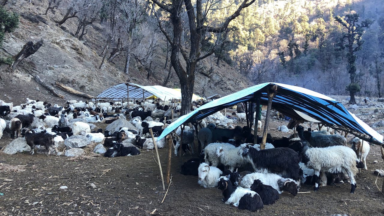 Himalayan Sheep Herder Life || Sheep Shepherd’s Daily Routine Life ...