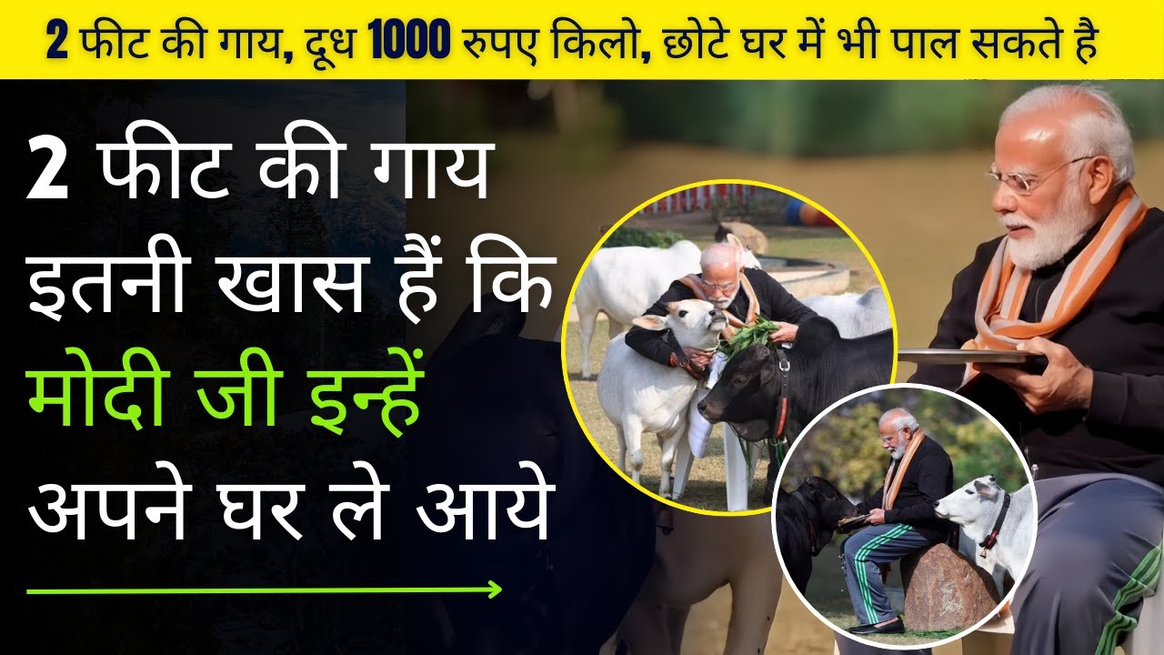 सबसे छोटी गाय | How to buy Punganur Cow | Narendra Modi with small cow ...