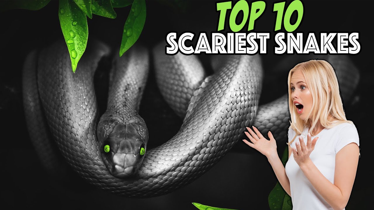 Top 10 snakes that are SUPER SCARY | Scariest snakes in the WORLD! (2020) - YouTube