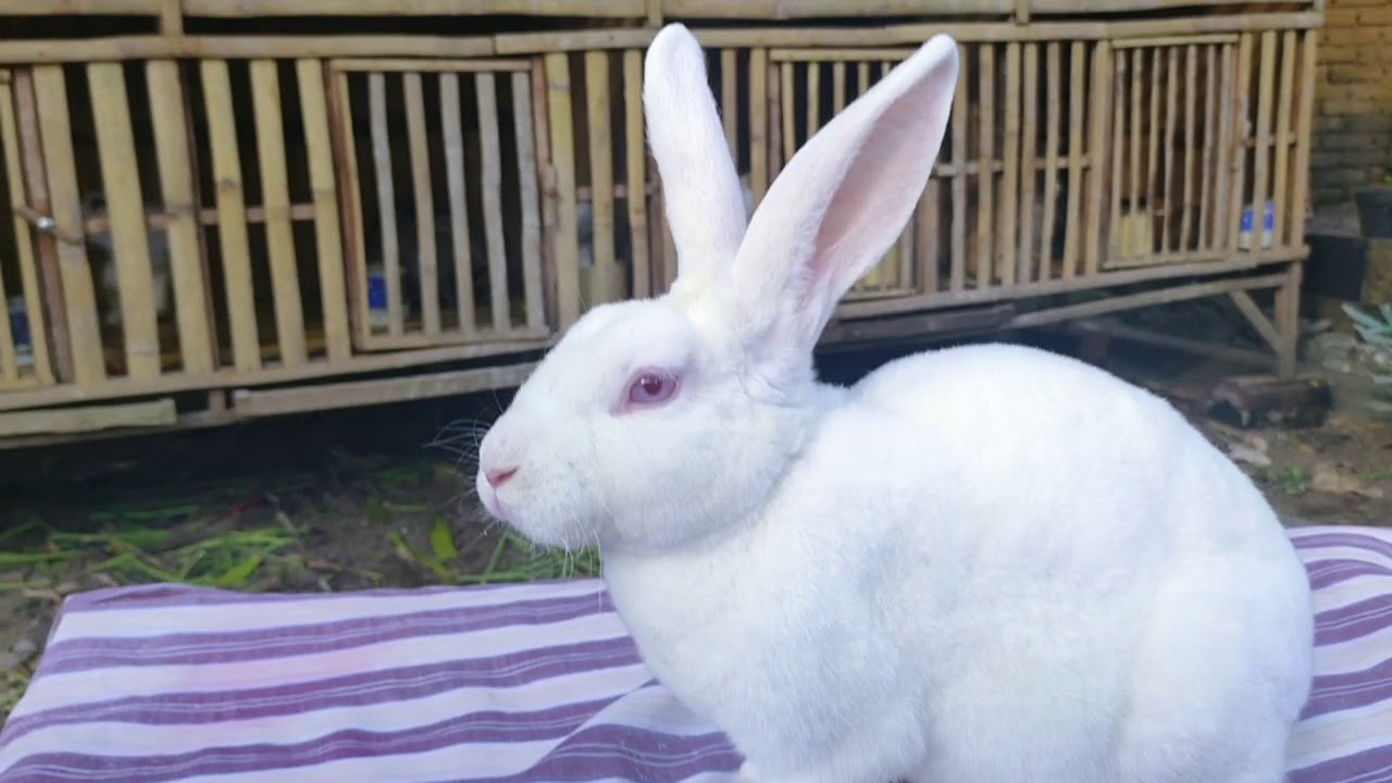 riview harga kelinci di kandang. Jual kelinci Banyuwangi - YouTube