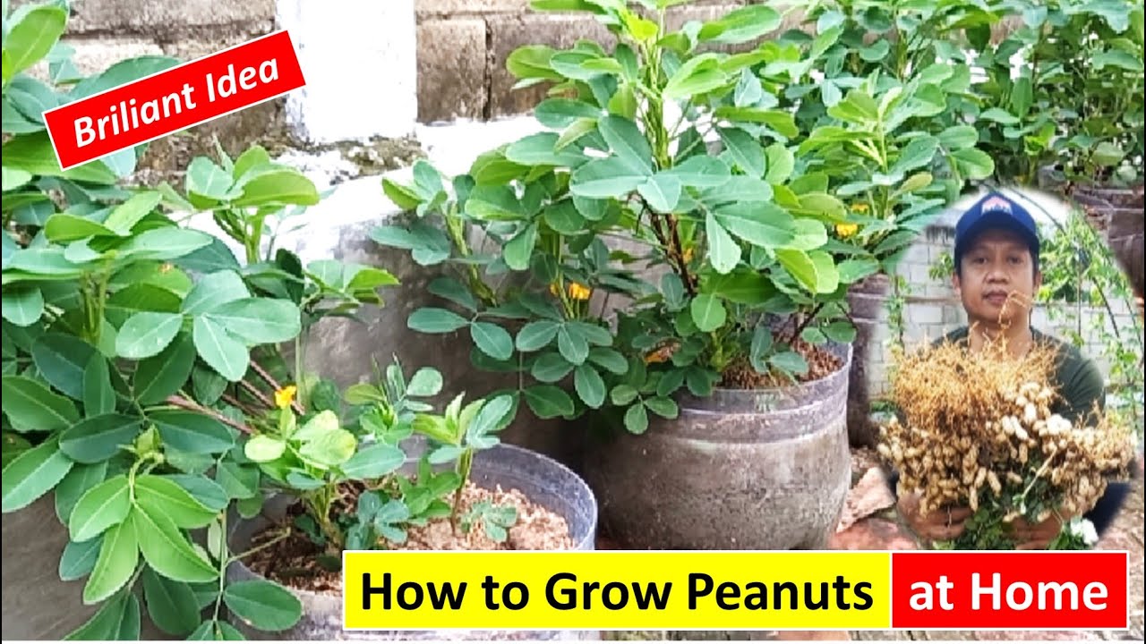 Brilliant Idea | How to Grow Peanuts at Home | Easy for Beginners - YouTube