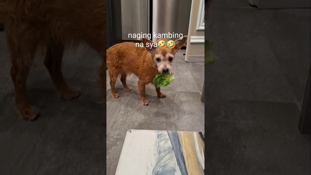 ang kyut ng kambing #followers #pets #shorts #dog #animals #cute - YouTube