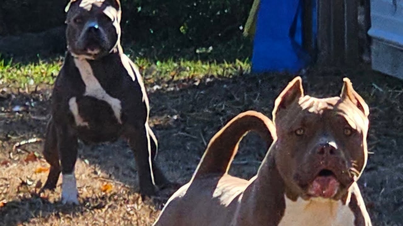 Making A Colorful Litter! The Ingredients You Must Have! - YouTube