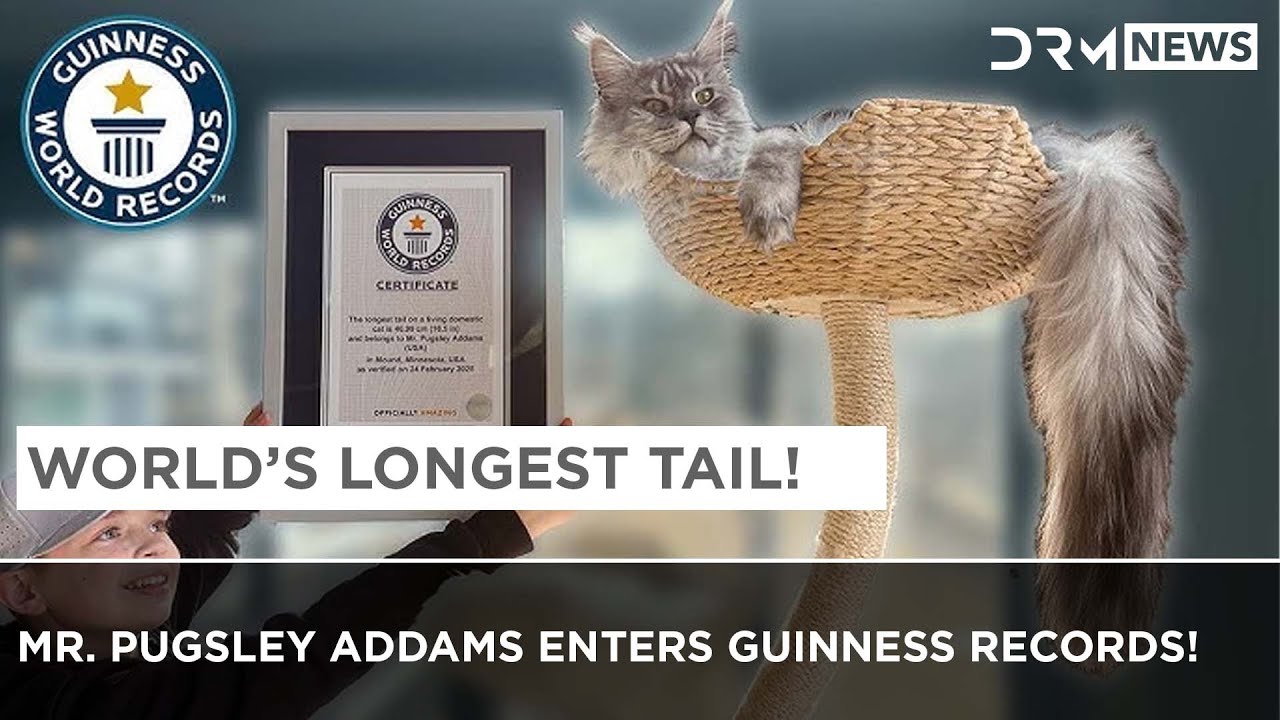 Meet Mr. Pugsley Addams – The Domestic Cat with the Longest Tail! | DRM ...