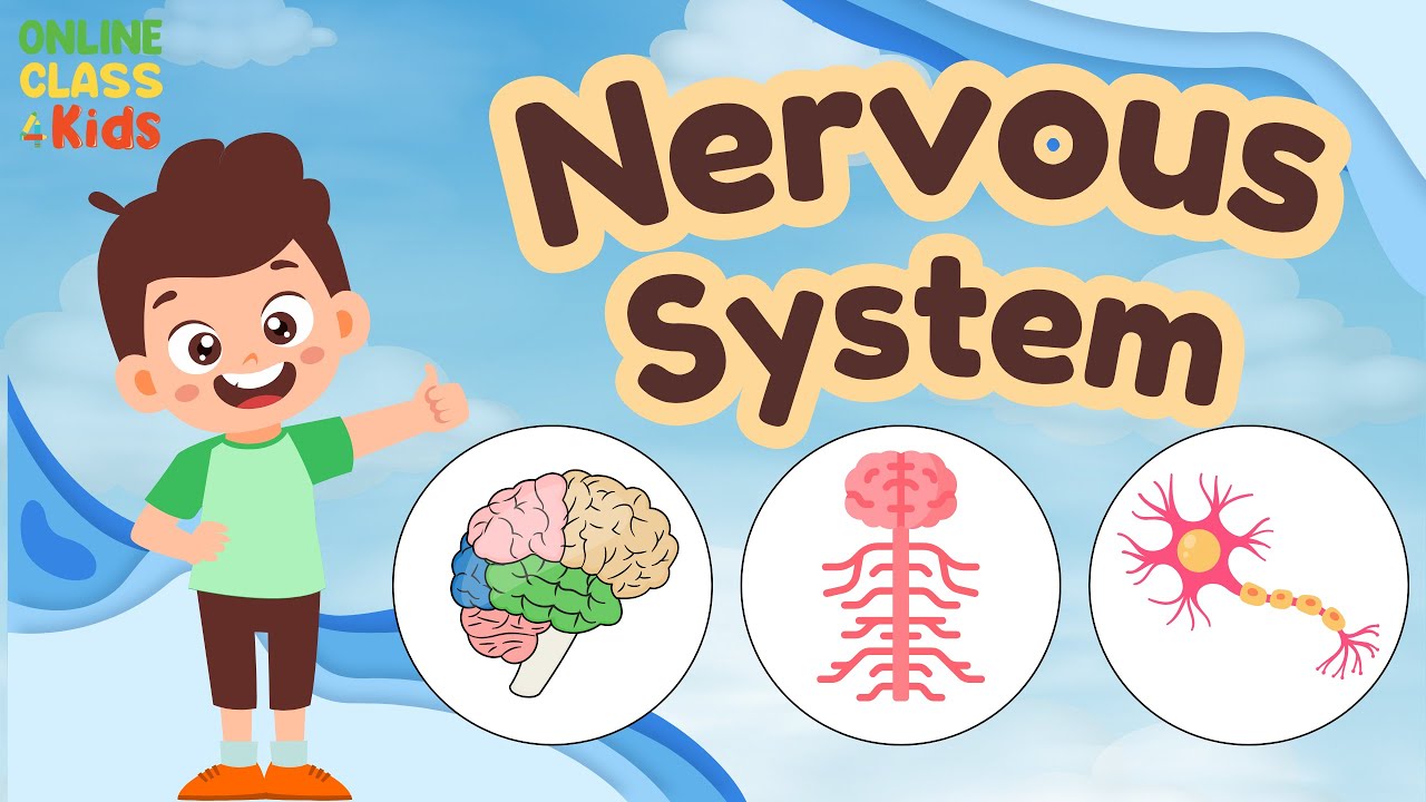 Nervous System | Science Lesson Educational Video | How does brain work ...