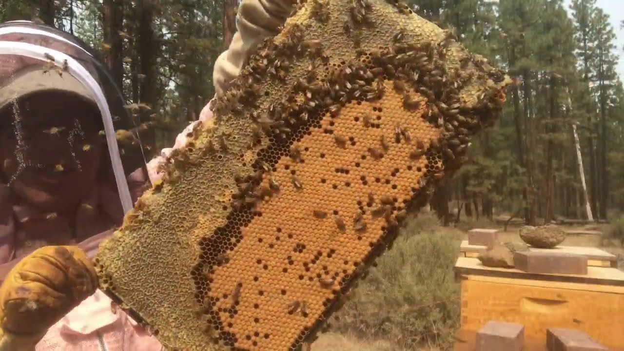 Apiary Tour & Certified Naturally Grown Inspection 2020 - YouTube