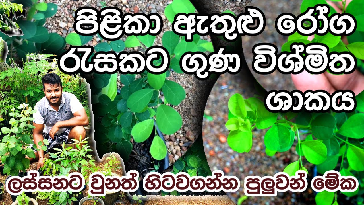 පිළිකා සෛල විනාශ කරන මේ ශාකය ගෙවත්තක අනිවාරයෙන් තිබිය යුතු ශාකයක් ...