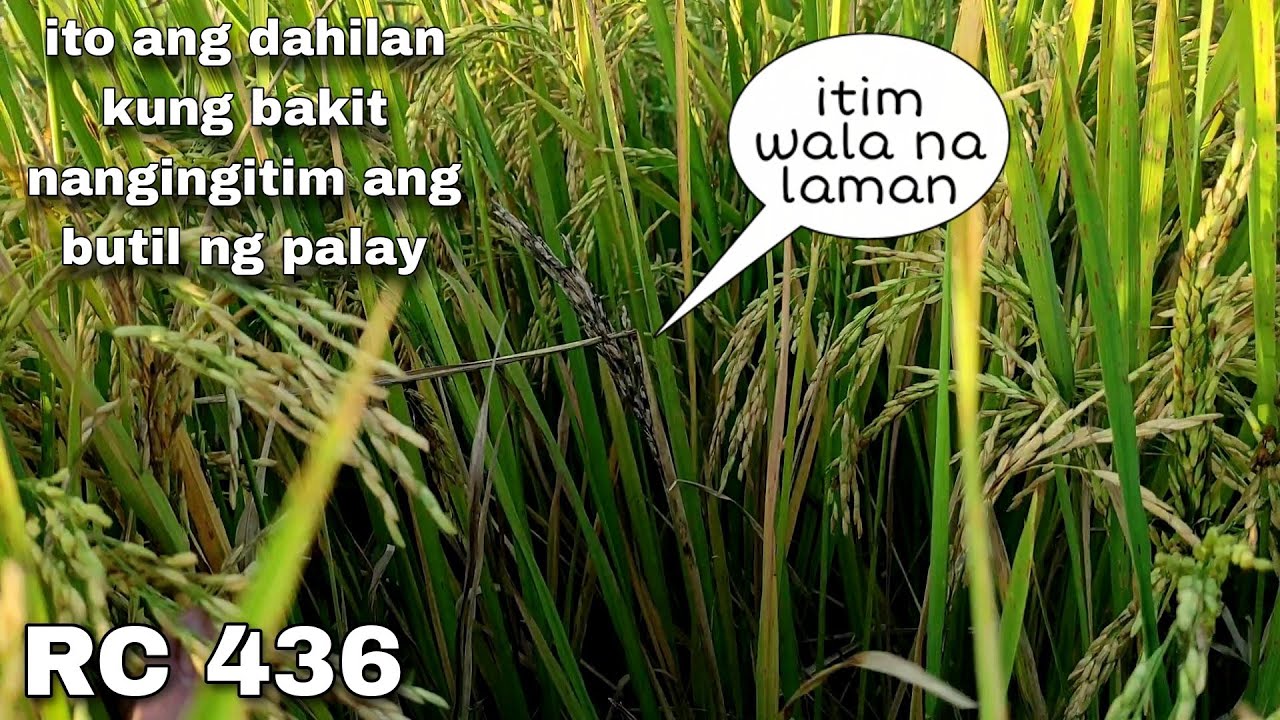 Variety Rc 436 (sabog tanim) | Jo Wel #ricefarming - YouTube